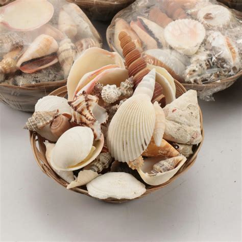 Florida Souvenir Decorative Baskets With Assorted Shells Ebth