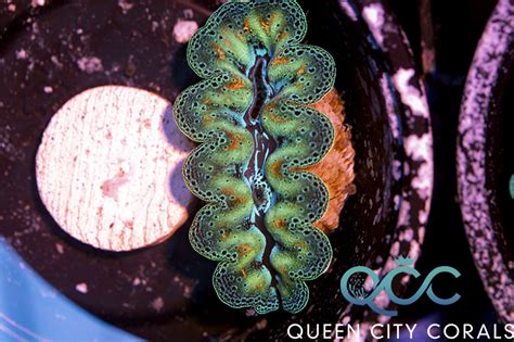 Ora Captive Bred Blue And Gold Spotted Crocea Clam Wysiwyg Queen