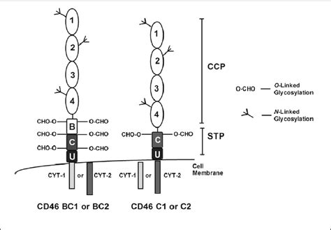 Cd46 Main Isoform Structures Of Bc1 Bc2 C1 And C2 Four Extracellular