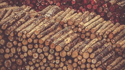 Woody Biomass Power The Never Ending Debate