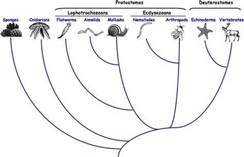 Evolution Nematoda