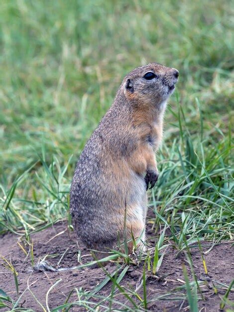Premium Photo Profile Portrait Of The Gopher Standing On Its Hind Legs On The Lawn Close Up