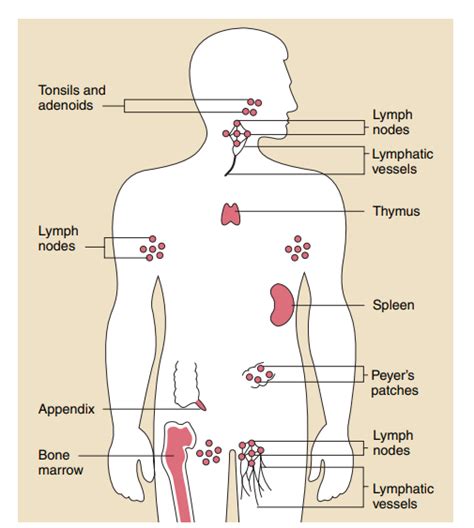 Lymphatic System Appendix Lymphatic System Anatomy Unveiling The Body