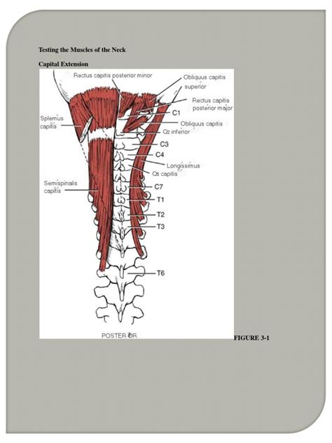 Mmt Of Cervical Pdf Anatomical Terms Of Motion Vertebra