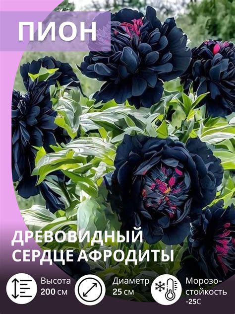 Саженцы пиона , многолетние зимостойкие цветы для сада купить на OZON ...