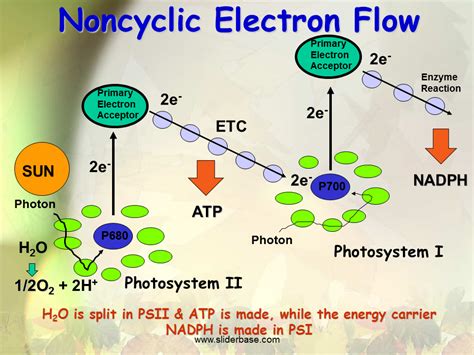 Noncyclic Electron Flow