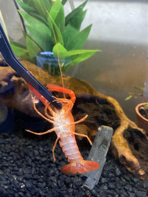 Can Anyone Tell Me Sex Rcrayfish