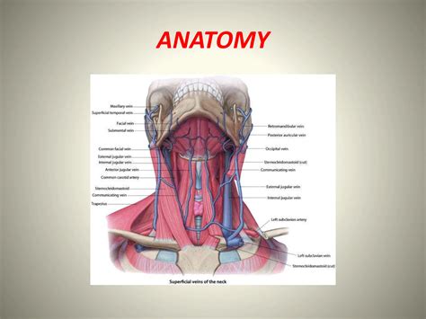 Anatomical Review Of Internal Jugular Vein Cannulationpptx Ear Nose