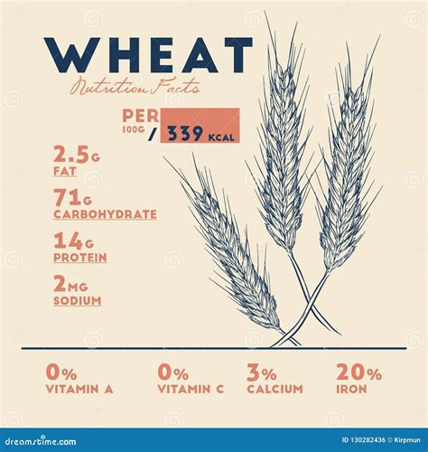 Health Benefits Of Wheat Nutrition Facts Vector Illustration