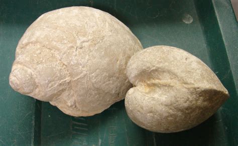 Fossil Formation Wild About Utah