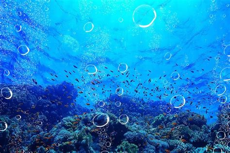 산호초 배경 수중 해양 생물 생태계 바다 바다 프리미엄 사진