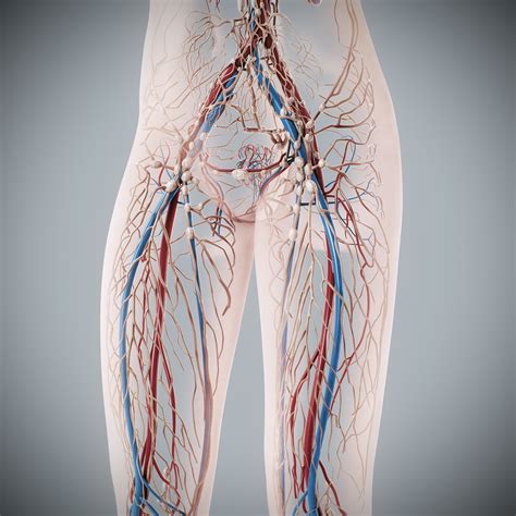 3d Human Female Circulatory And Lymphatic Anatomy Download And Buy