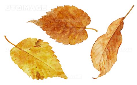 유토이미지 가을소스 낙엽 수채화 일러스트 4