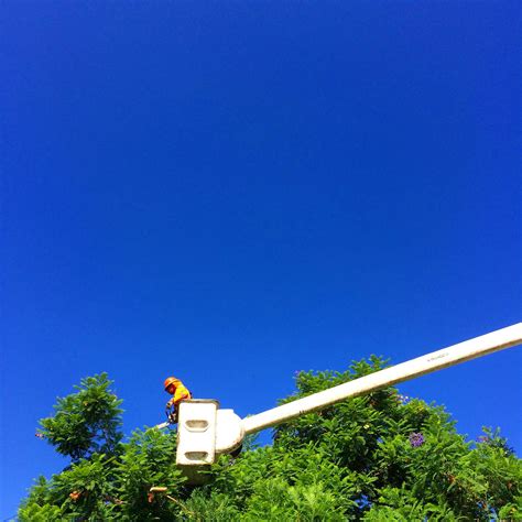 Essential Tree Maintenance Tips For Spring