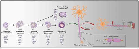 Frontiers Insights Into The Role And Potential Of Schwann Cells For Peripheral Nerve Repair