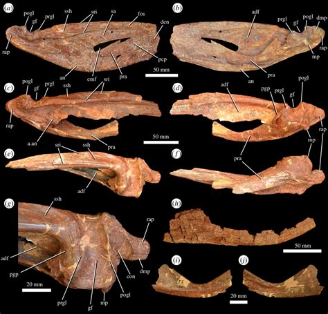 Post Dentary Mandibular Material Of G Prima ‘v Triplicostata