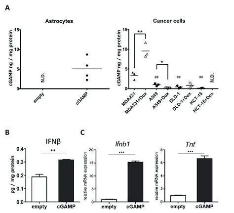 Activation Of Downstream Sting In Astrocytes By Cgamp Uptake A The Download Scientific