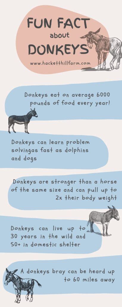 How To Care For Your Donkey A Homesteaders Guide Hackett Hill Farm