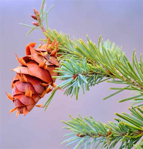 Douglas Fir