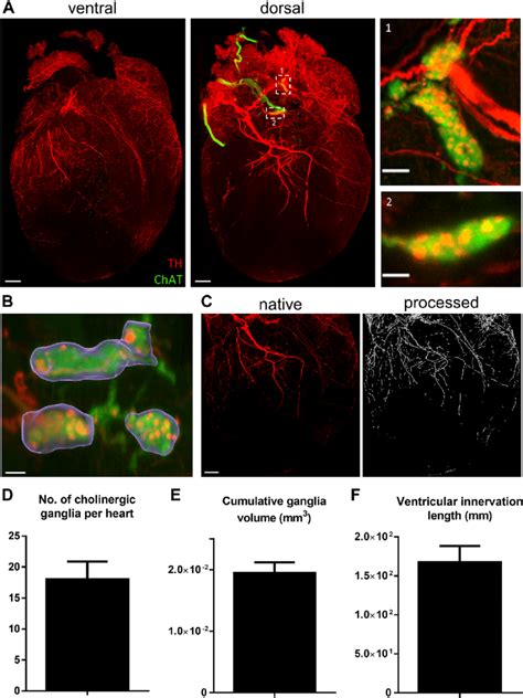 Cholinergic And Catecholaminergic Cardiac Innervation A Download Scientific Diagram