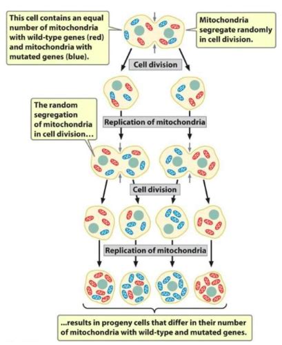Extranuclear Inheritance Flashcards Quizlet