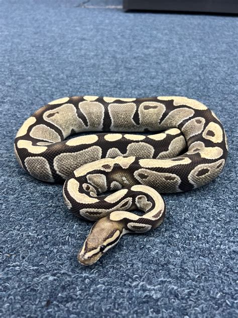 Desert Ghost Ball Python By Atlanta Reptiles Morphmarket