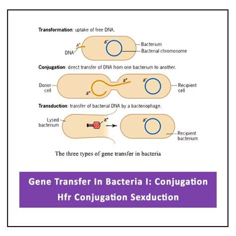 Gene Transfer In Bacteria I Conjugation Hfr Conjugation Sexduction