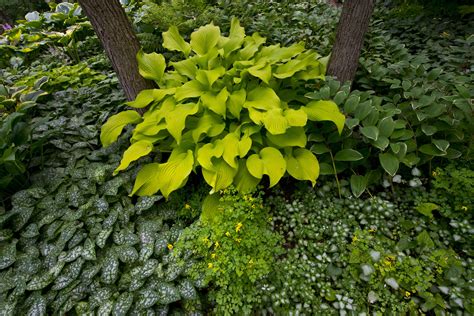 Hosta Plant Care And Growing Guide