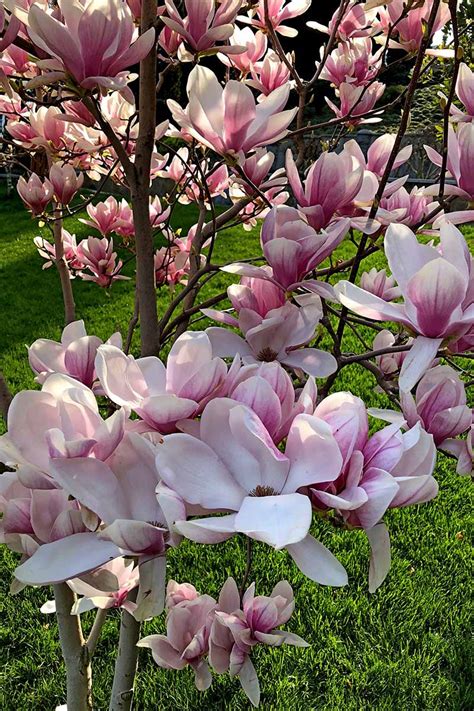 Magnolia—national Tree Candidate Ioolj