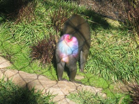 Colorful Baboon Ass