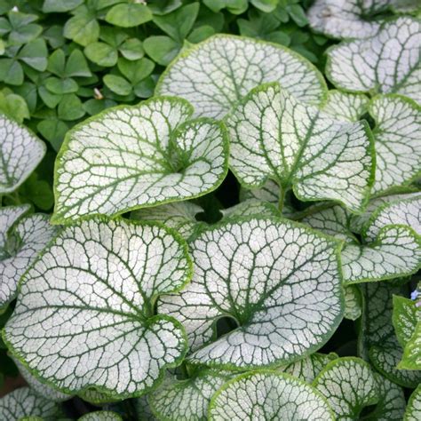 Brunnera ‘jack Frost Terra Nova® Nurseries Inc