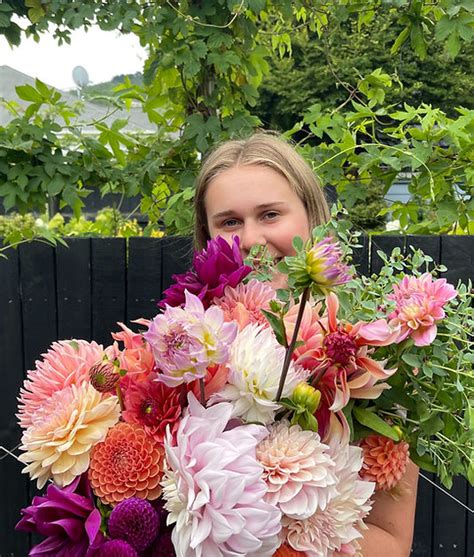 Potted Dahlias Nz Gardener