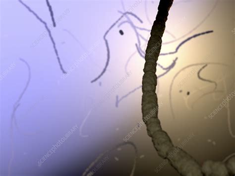 Peptostreptococcus Sp Bacteria Artwork Stock Image C0226997 Science Photo Library Peptostreptococcus Sp Bacteria Artwork Stock Image C0226997 Science Photo Library