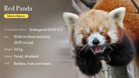 Why Are Red Pandas Endangered Facts