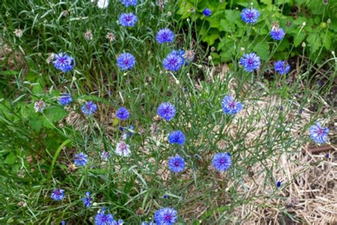 9 Reasons To Grow Bachelor Buttons And Cornflower Growing Tips