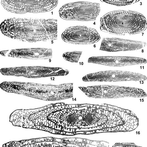 Middle Permian Fusulinids From The Xiaoxinzhai Section In Southern
