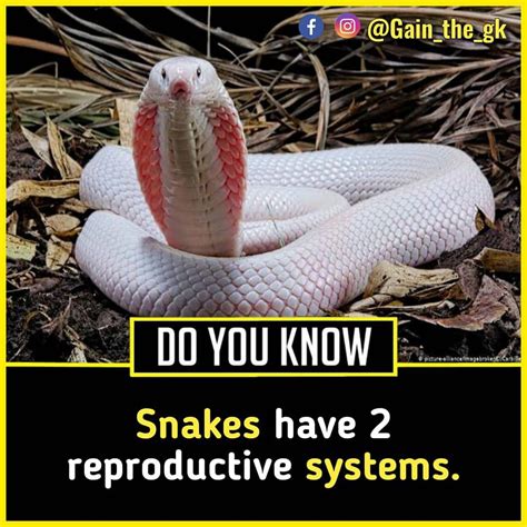 Did You Know Snakes Have 2 Reproductive Systems