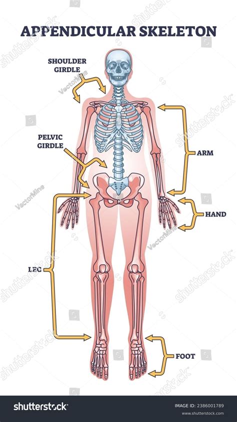 14 Thousand Bones Human Skeleton Labelled Royalty Free Images Stock