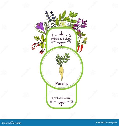 Vintage Herbs And Spices Label Collection Parsnip Stock Vector