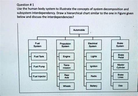 Solved Question 1 Use The Human Body System To Illustrate The