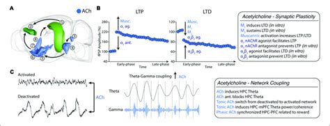 Cholinergic Neuromodulation Of Hpc Mpfc Communication A Hpc Mpfc