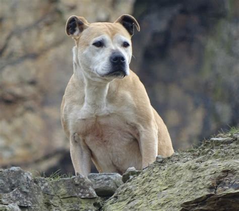 Maddie The Staffie X Needs A New Home Dawg