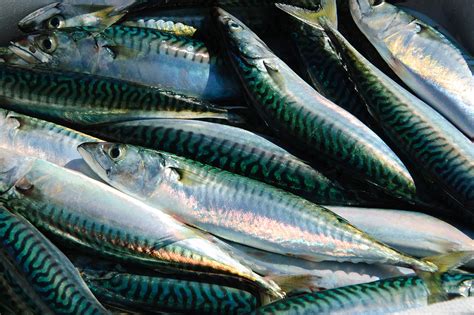 Deutsche Rekordliste - Makrele - FISCH & FANG