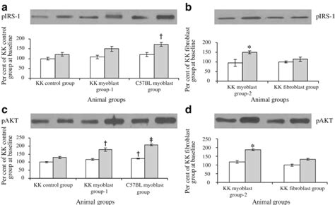 Western Blot Analyses Gels And Bar Graphs For Protein Levels Of Download Scientific Diagram
