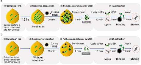 Schematic Illustration Of Pathogen Enrichment By Mnbs Magnetic Download Scientific Diagram