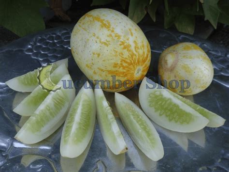Lemon Cucumber Cucumber Shop