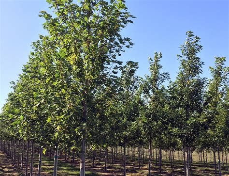 Paperbark Maple Multi Stem Acer Griseum Kaspar Nursery