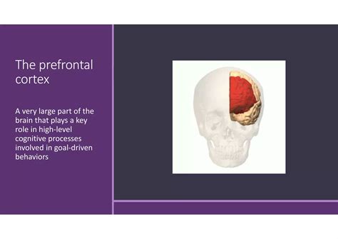 Prefrontal Cortex And Decision Making The Modular And Circuit Based Approach Ppt