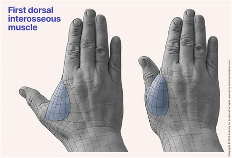 Dorsal Thumb Anatomy