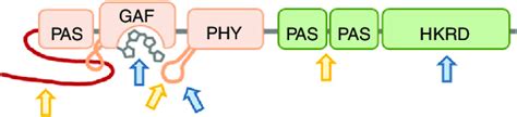 Structural Domains Of Phytochromes And Their Role In Perception Of